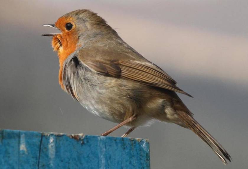 Programs and Activities - Migratory Bird Festival