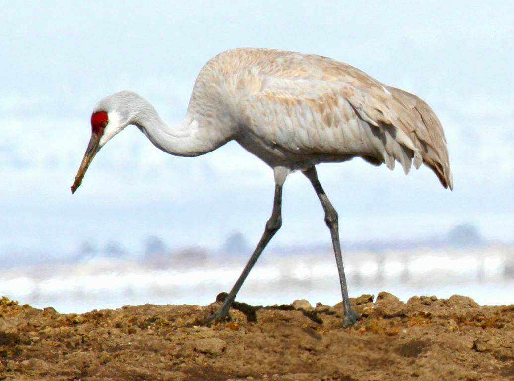 Tours - Migratory Bird Festival