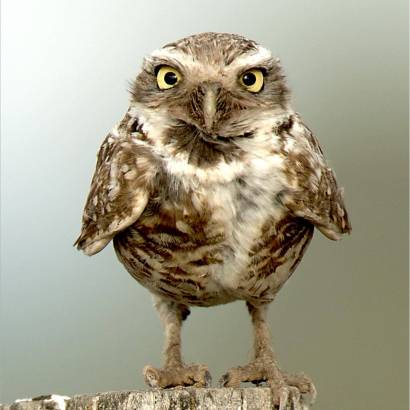 Migratory Bird Festival | April 16th-19th In Burns, Oregon