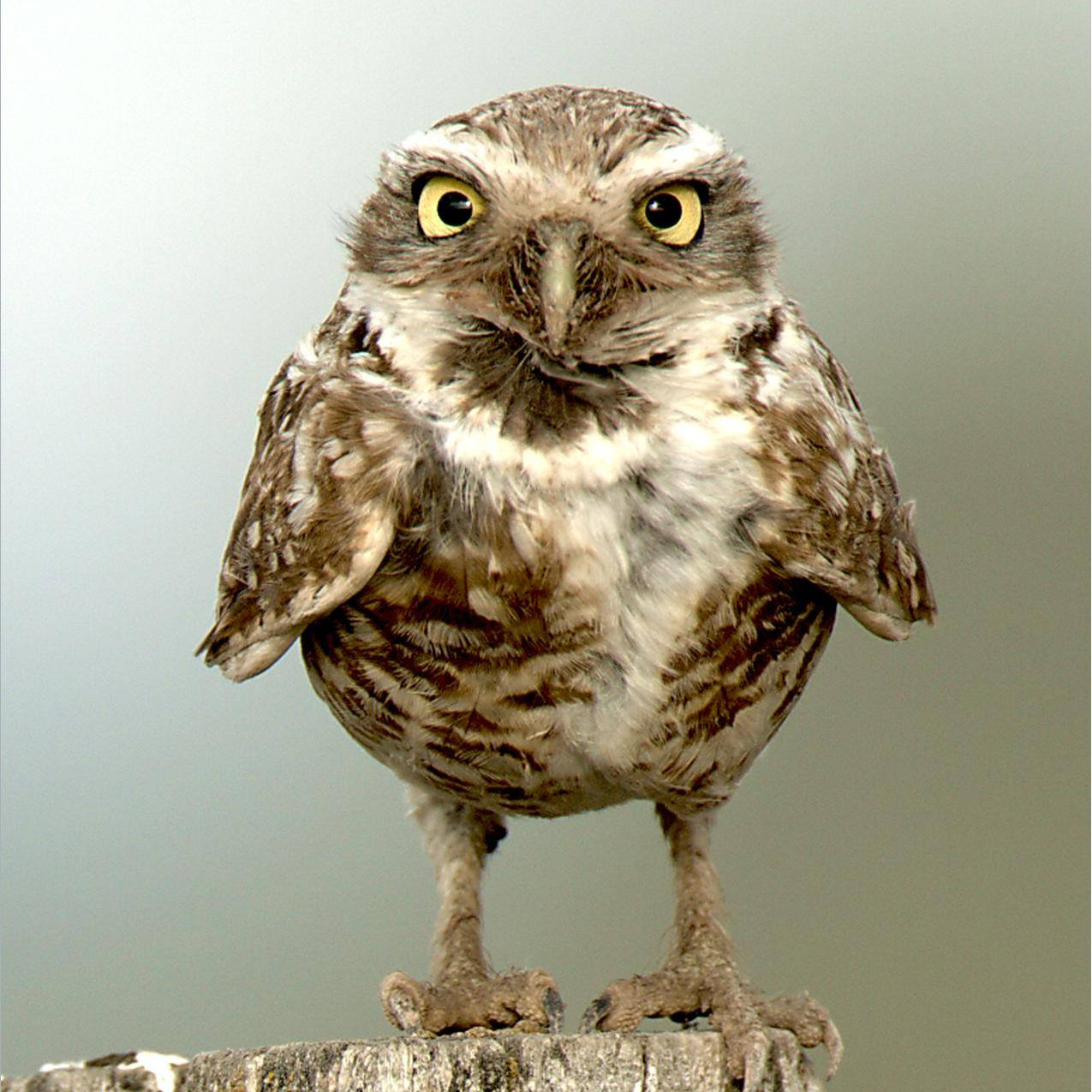 Migratory Bird Festival | April 11th-14th In Burns, Oregon